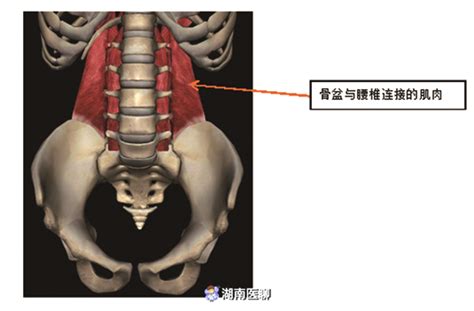 骨盆痛的位置图片 骨盆的位置 骨盆肿 第12页 大山谷图库