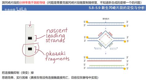mit 分子生物学 part1 5 8 5 9 新生冈崎片段的定位与分析 哔哩哔哩