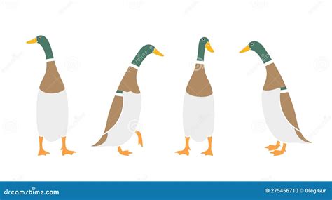 Indian Runner Ducks Logo Isolated Indian Runner Ducks On White Background Bird Cartoon Vector