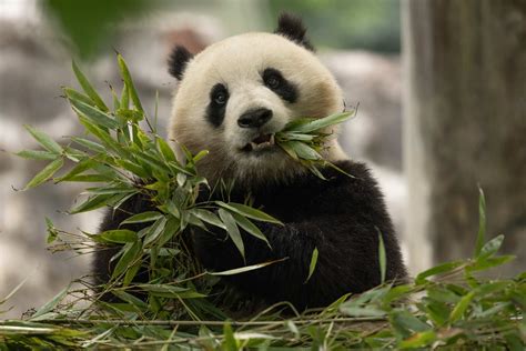 Panda Diplomacy Columbias Chinese Protesters Taiwans ‘us Whisperer