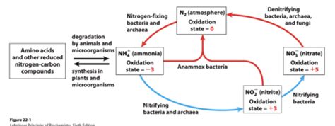 Nitrogen Cycle Nitrogen Balance And Dietary Protein Digestion Flashcards Quizlet