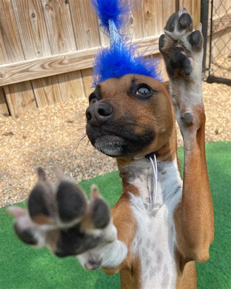 Everyone Say Happy 1st Birthday Jochi Khan R Ratterriers