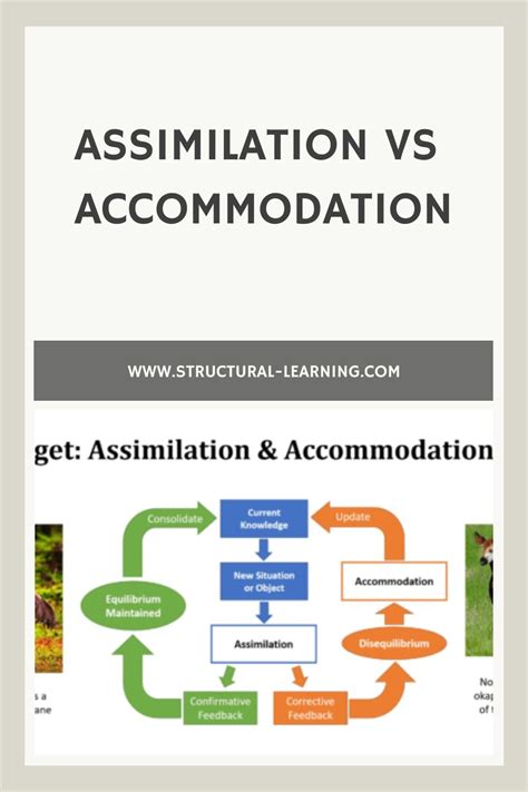 Assimilation Vs Accommodation Understanding Piagets Theory