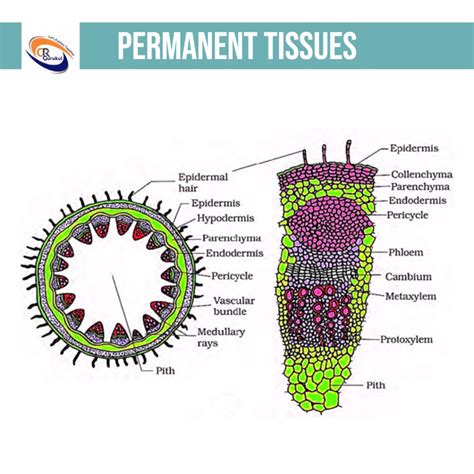 Class Biology Notes For Chapter Tissues And Important Points