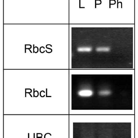 analysis of the presence of mrna for rubisco small and large subunit