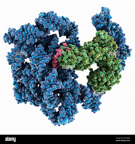 Molecular Model Of Group Ii Intron Reverse Transcriptase Maturase Green Complexed With 5exon