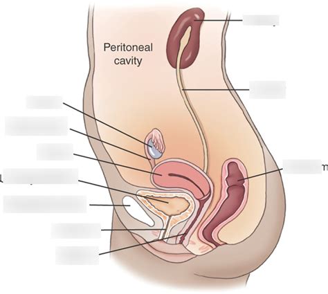 Size And Position Of Bladder Diagram Quizlet