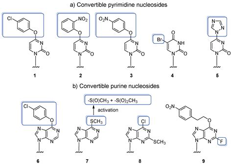 Synthesis Of Nucleobase Modified Rna Oligonucleotides By Post Synthetic Approach