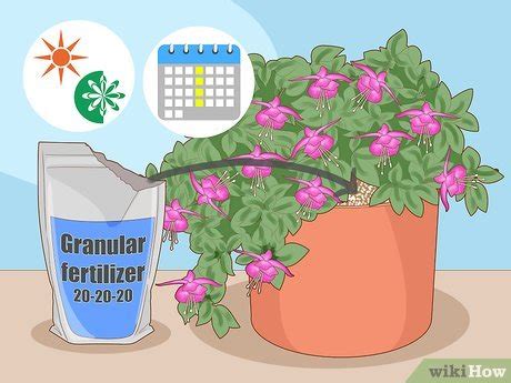 5 Simple Ways To Care For Fuchsia Wikihow Life