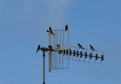 Rondini E Migrazione Ecco Cosa Fanno Prima Di Volare Via Positanonews