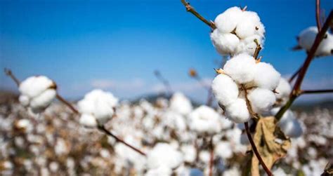Composting Oak Leaves How To Recycle Autumns Bounty