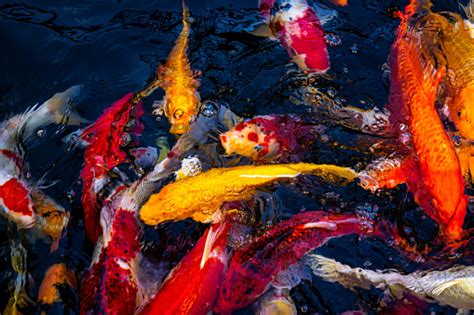 물 정원에서 수영 하는 일본 잉어 물고기 멋진 잉어 물고기 잉어 물고기 잉어 물고기 연못에서 수영 배경을 격리하는 것은 검은