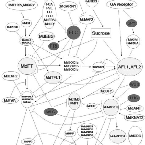 A Schematic Hypothetical Illustration Of Different Flowering Pathways