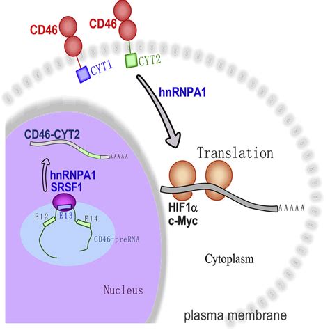 Cd46 Splice Variant Enhances Translation Of Specific Mrnas Linked To An