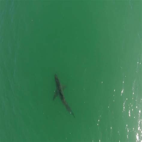 Shark Model Final Model Object Detection Dataset V1 2022 11 30 10 13pm By Public Shark Model