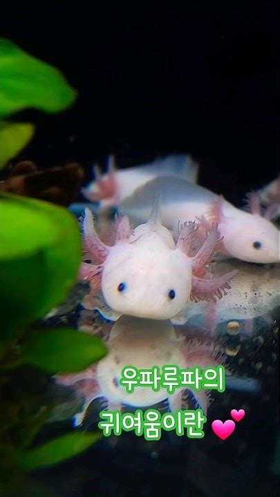 중간에 뒤에서 하품하는 모습이 킬포 ㅡ Biteme 우파루파 제이디아쿠아 수족관 Youtube