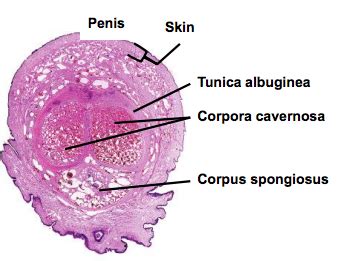 Corpus Cavernosum Histology