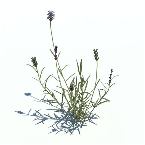 Lavender 3d Model Garden Plants