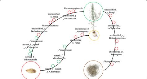 Vertical Transmission Of The Core Microbiome From Seeds To Branchlets