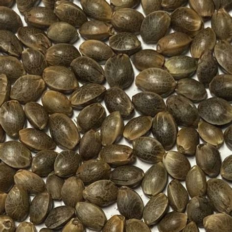 Isan Thai Kwik Seeds