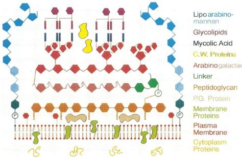 Estructura Celular De Las Micobacterias