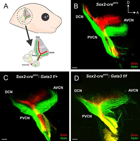 Sgn Central Pathfinding Is Altered By Gata3 Deletion A Schematic View Download Scientific