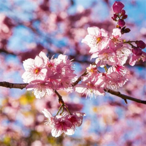 Jasbir Kaur Post Doc Post Doc Indian Institute Of Science Bengaluru Iisc Research Profile