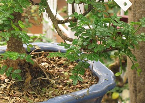 Pepper Tree Bonsai