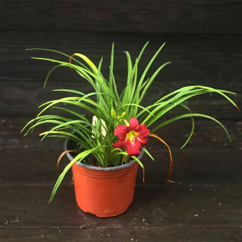 Ruby Stella Doro Daylily Hemerocallis Ruby Stella Servescape