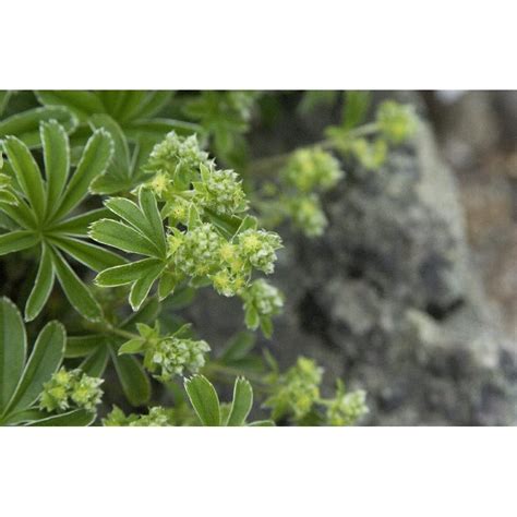 Alchemilla Alpina Alpen Frauenmantel Alpen Silbermantel