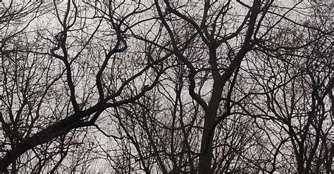 Itap Of A Squirrel In A Tree Imgur