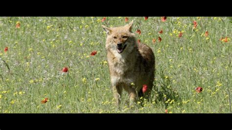 უდაბნოს პირისპირ Youtube