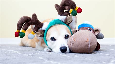 8 T Ideas For Your Furry Friends In 2022 Rakuten Blog