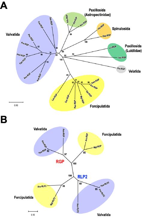 The Molecular Phylogeny Of Asteroid Species Based On The Rgp And Rlp2