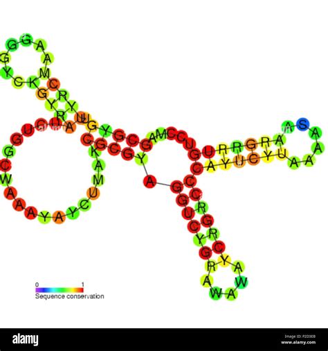 Rna Nucleotide Sequence