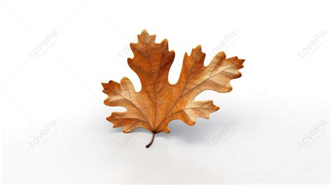 흰색 배경에 멋진 3d 렌더링된 오크 잎 매혹적인 쇼케이스 흰 잎 배경 하얀색 배경 원형 장식 배경 이미지 Hd 흰 잎 하얀색 원형 장식 배경 사진 무료