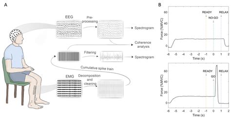 Schematic Representation Of The Experimental Protocol A Eeg And Emg Download Scientific