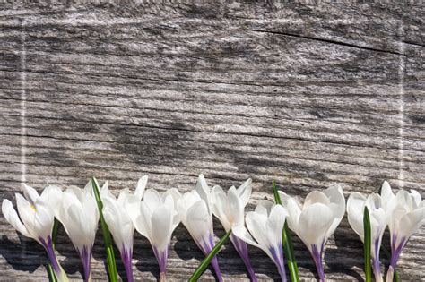 프레임과 복사 공간이있는 풍화 된 나무 배경에 흰색 크로커스 꽃 화이트웰 퍼플 크로커스에 대한 스톡 사진 및 기타 이미지 화이트웰 퍼플 크로커스 0명 3월 Istock