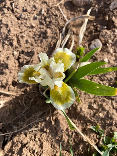 Miniature Dwarf Bearded Ripple Effect Iris Farm