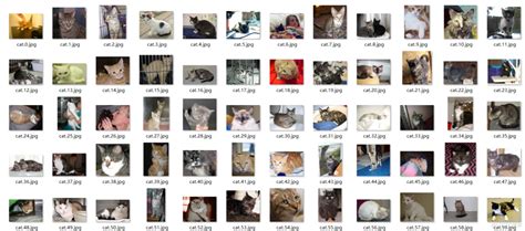 猫狗分类python 猫狗分类算法mob6454cc6553fc的技术博客51cto博客