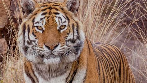 Azma News ازما نیوز طالبان سه سرباز پولیس را در ولسوالی گل‌دره