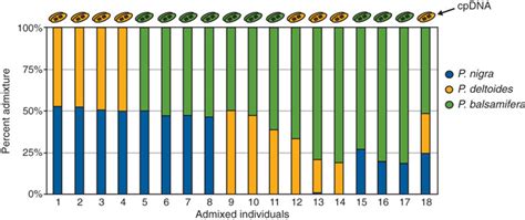 detailed genomic constitution of admixed populus inferred by bayesian