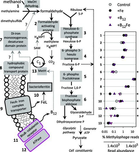 Abundant Orfs Assigned To Methylophaga And Their Possible Connections Download Scientific