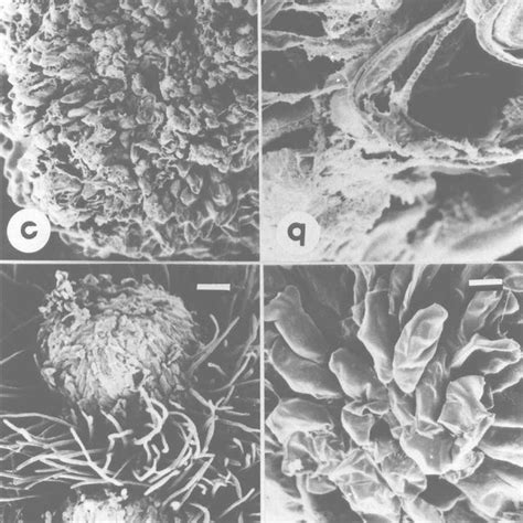 Cross Section Of A Coralloid Root Of Zamia Furfuracea The Dark Green