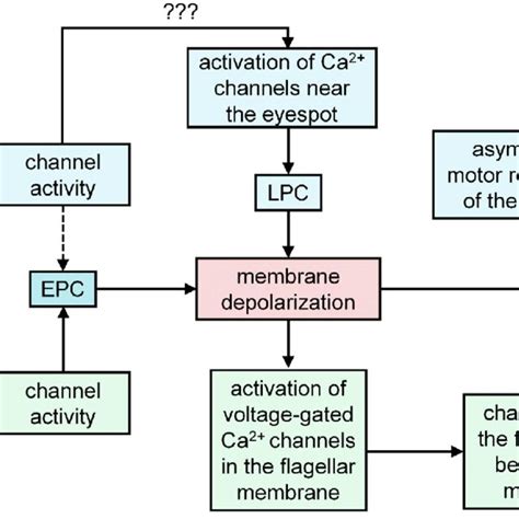 A Schematic Depiction Of Photosensory Transduction In Phototaxis Of F Download Scientific