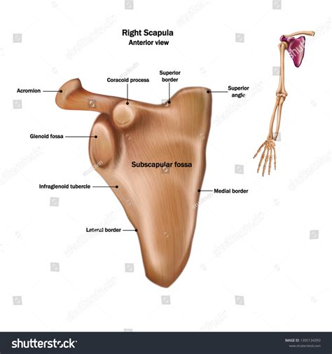 365 Coracoid Process Immagini Foto Stock E Grafica Vettoriale