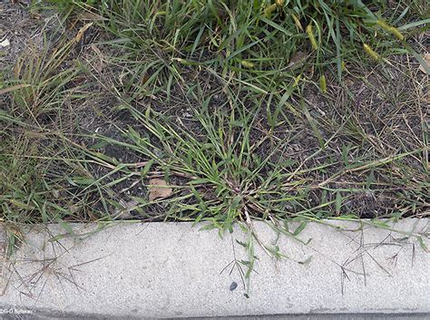 Crabgrass Digitaria Sanguinalis L Scop