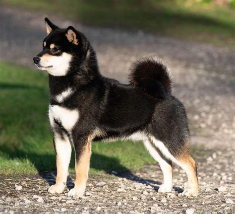 Shiba Inu All Black