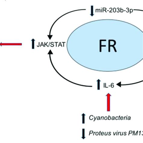 Conceptual Framework Model Of Host Microbial Interactions In Food