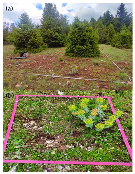 Example Of The Sampling Plots Comprising A 100 M 2 And B 1 M 2 Download Scientific Diagram